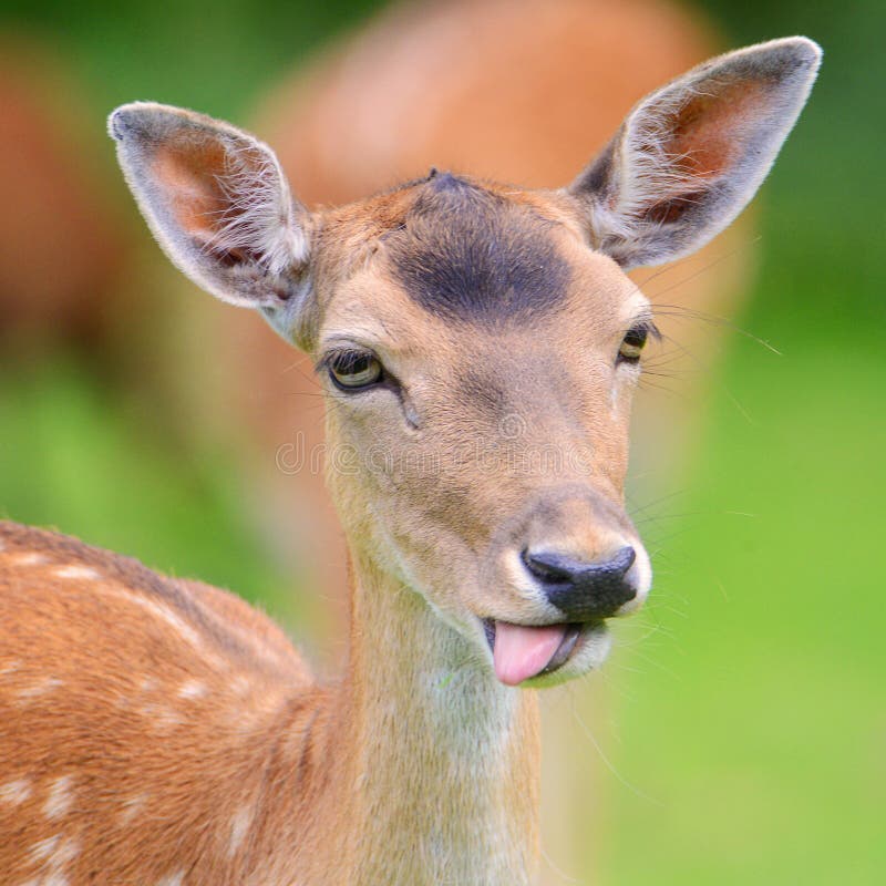 Closeup of a Female Spotted Deer Face. Stock Image - Image of head ...