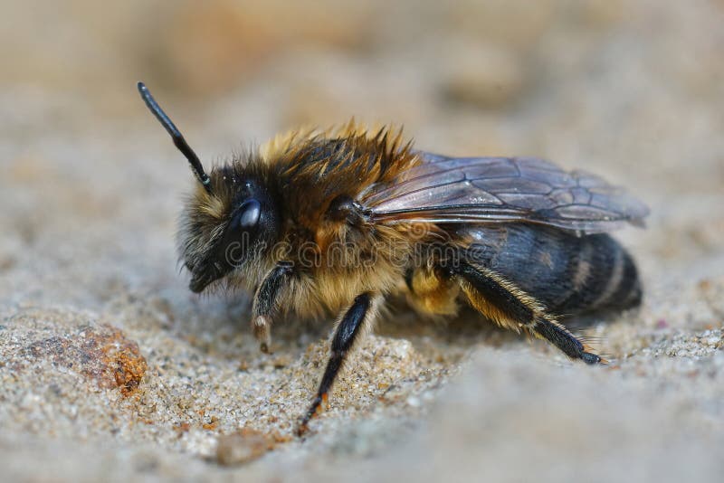 Closeup of a Female of the Vernal Mining Bee, Colletes Cunicularius ...