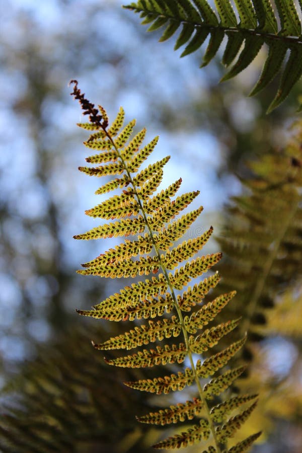 Closeup of Fern Frond Undersides Stock Image - Image of leaves, ferns ...