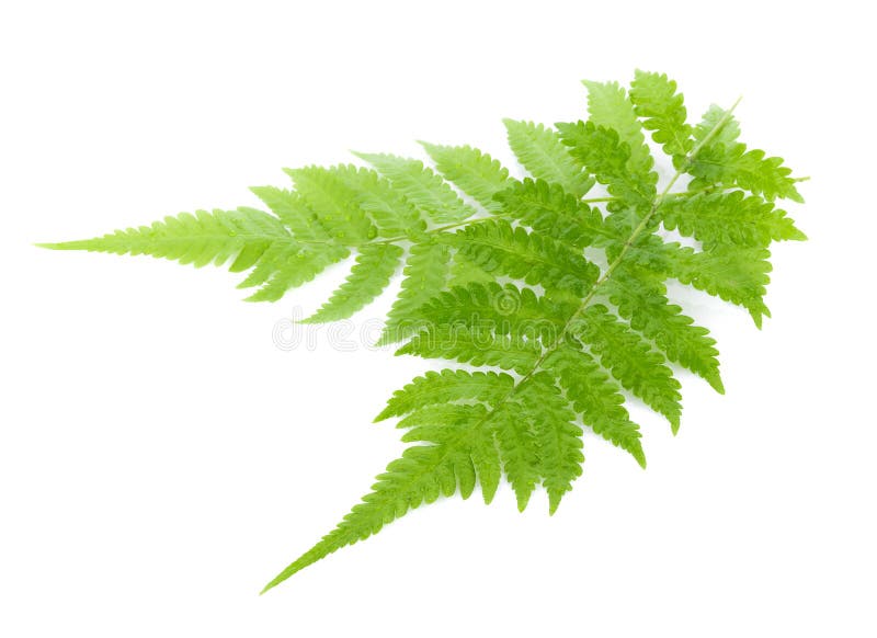 Fern Leaf Isolated on White Background Stock Image - Image of tropical ...