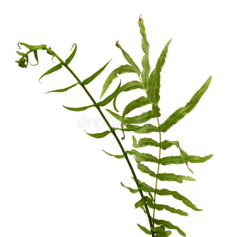 Closeup fern leaf. stock image. Image of fine, frond - 145074013