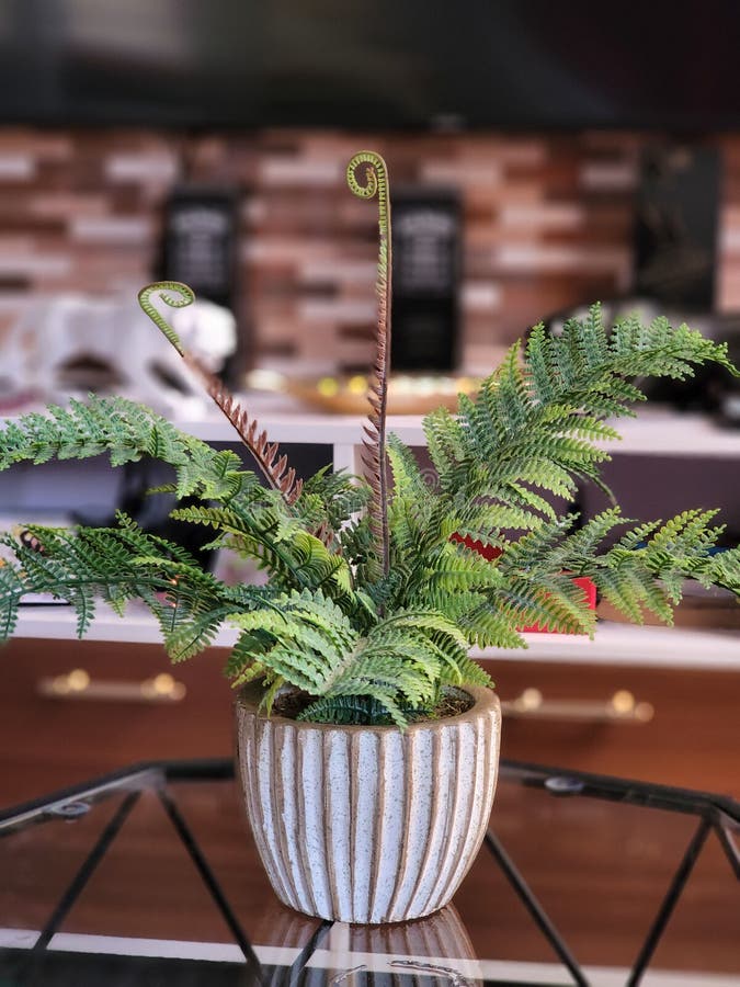 Polypodiopsida Pot Stock Photos - Free & Royalty-Free Stock Photos from ...