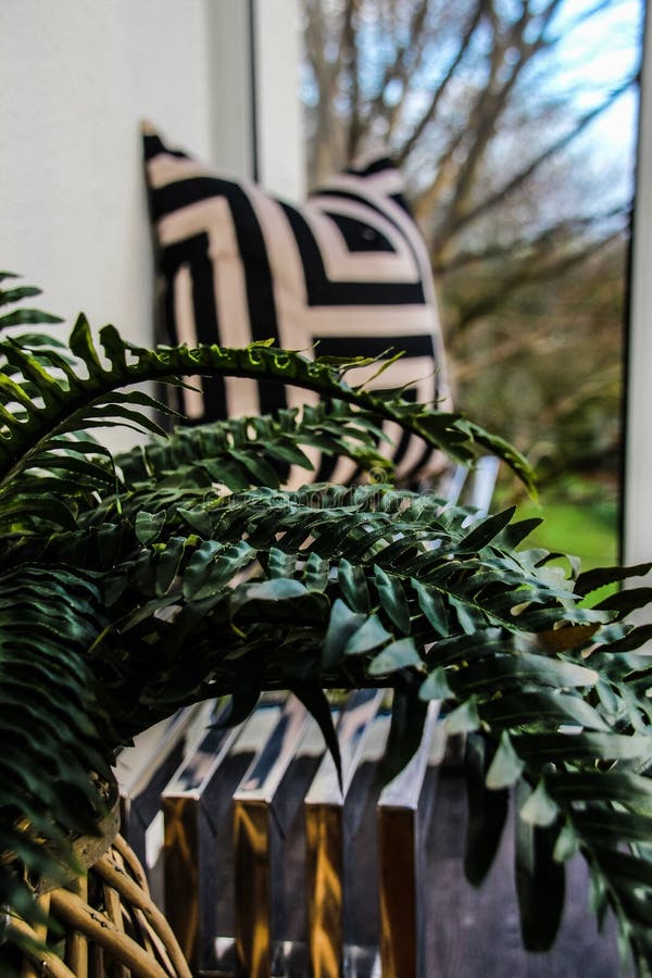 Closeup of a Fern Plant in a Room Interior Stock Image - Image of fern ...
