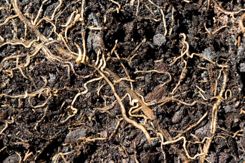 Closeup of Fertile Land with Roots Stock Photo - Image of farming ...