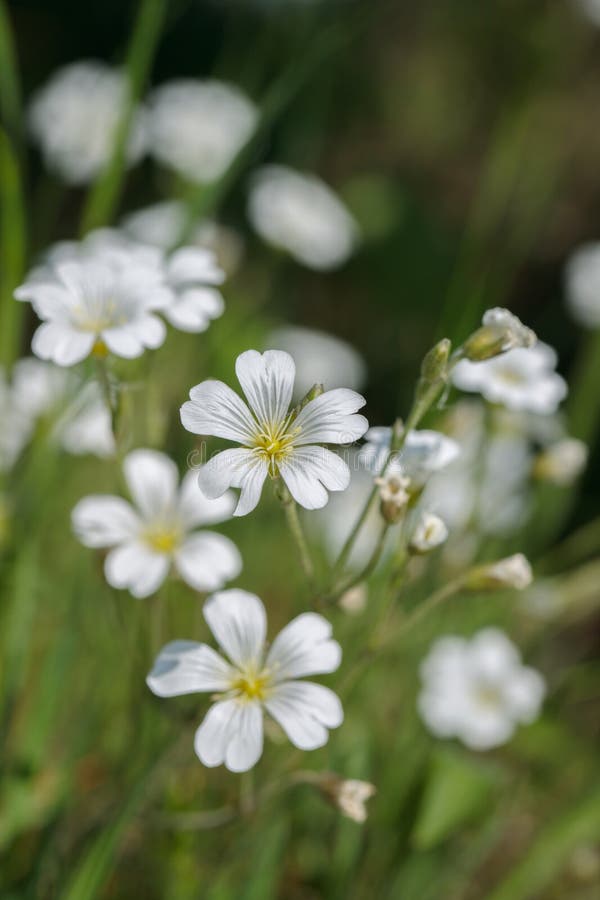 Field Mouse Ear Blossoms Cerastium Arvense Stock Photos - Free ...