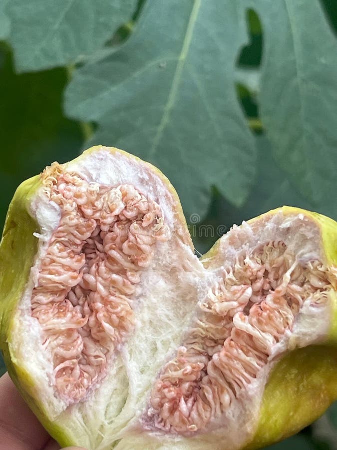 Closeup of Fig Fruit Cut in Half with Fig Leaves Behind Stock Image ...