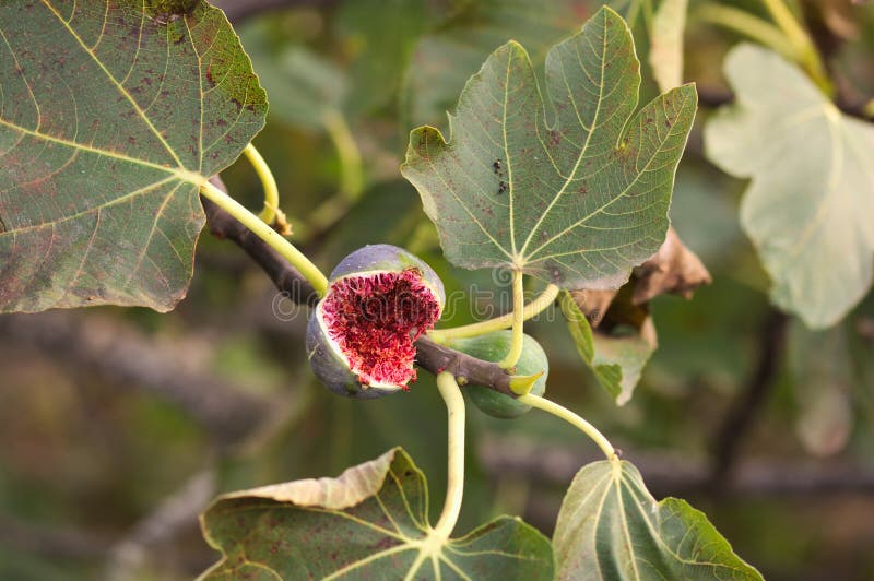 Detail of an Open Fig on the Branch of the Fig Tree Stock Image - Image ...