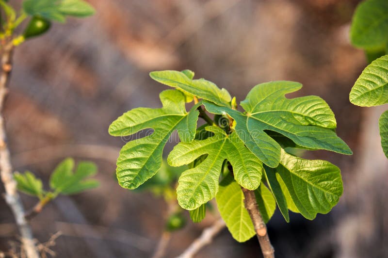 319 Fig Tree New Leaves Stock Photos - Free & Royalty-Free Stock Photos ...