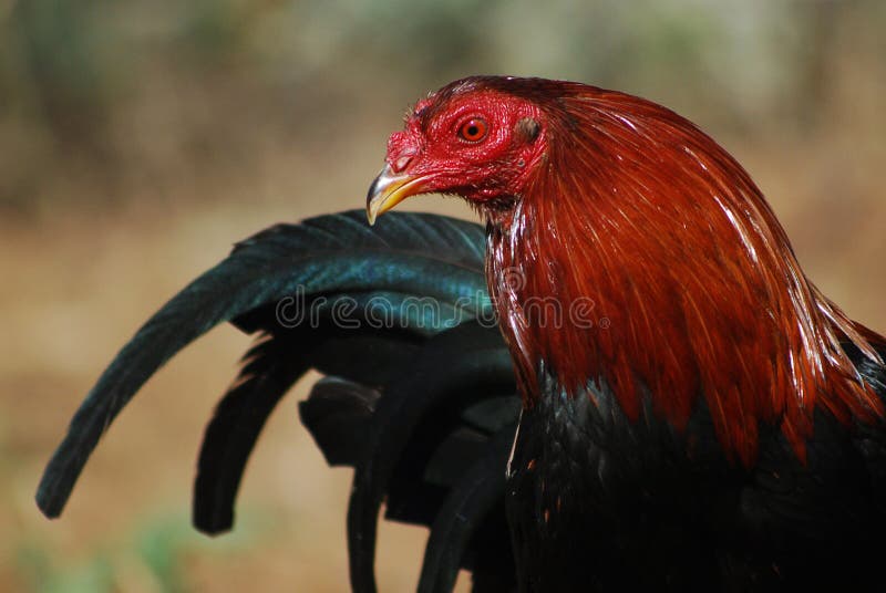 Gamecock or Cockfight Isolated Stock Photo - Image of farm, grand: 51768268