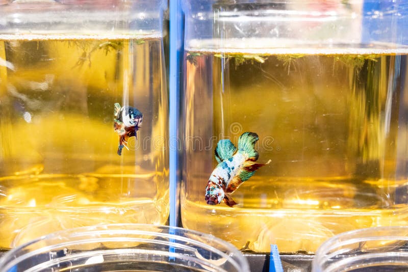 Closeup of Fighting Fish Isolated in Jars and Visual Contact in Shop ...