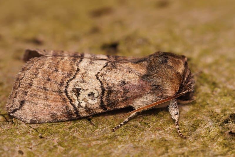 Closeup on the Figure of Eighty Moth, Tethea Ocularis, Sitting Stock ...