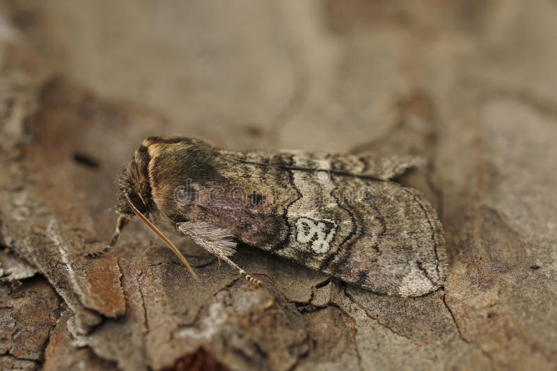 Closeup on the Figure of Eighty Moth, Tethea Ocularis Sitting on Wood ...