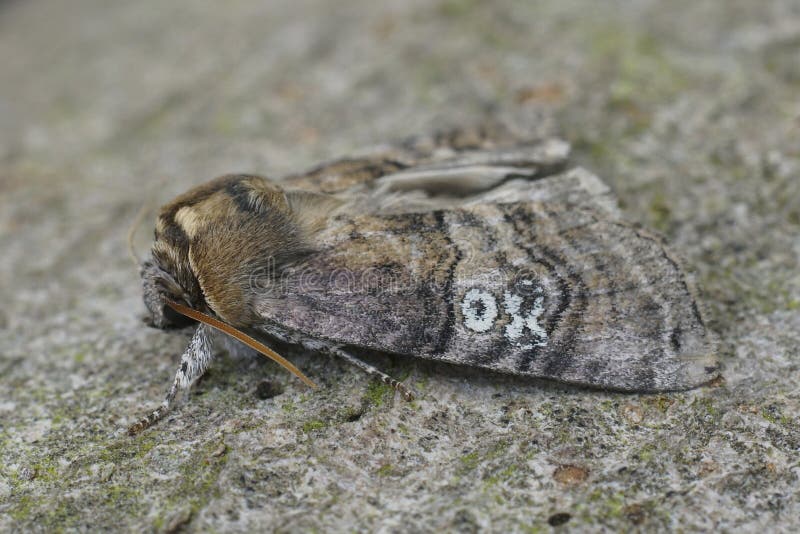 Closeup on the Figure of Eighty Owlet Moth, , Tethea Ocularis Sitting ...