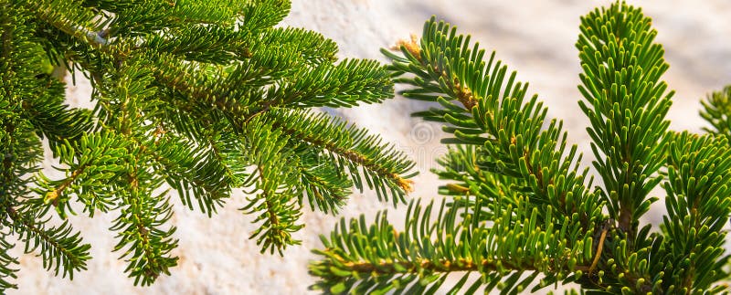 Fir Tree Branch in Spring Forest Stock Image - Image of pine, forest ...