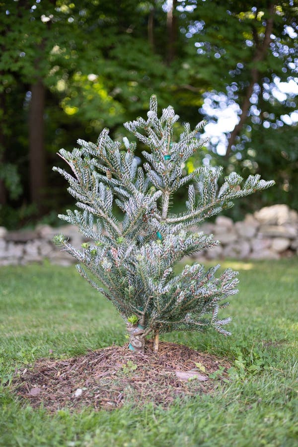 Closeup of a Fir Tree Growing in a Park Stock Photo - Image of ...