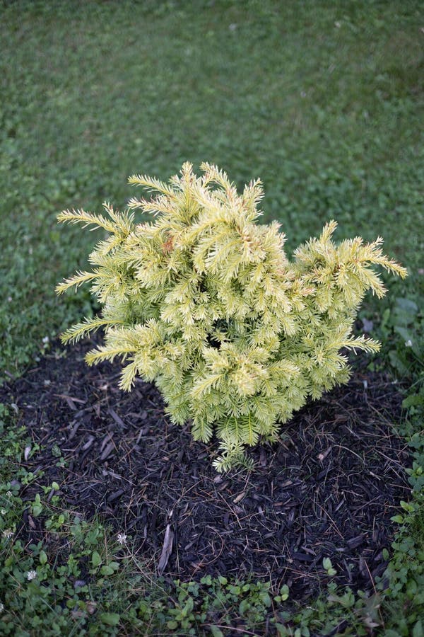 Closeup of a Fir Tree Growing in a Park Stock Image - Image of nature ...