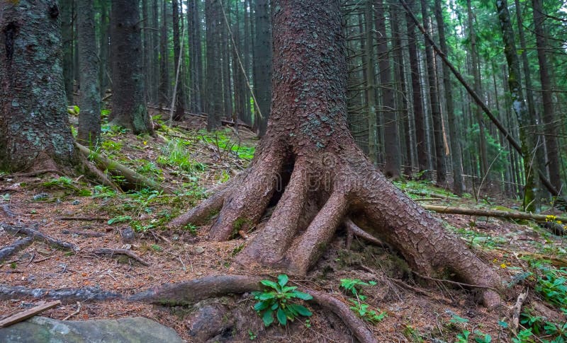 Fir Tree with Huge Roots in Forest Stock Photo - Image of botany, scene ...