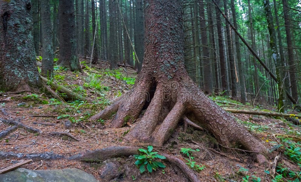Fir Tree with Huge Roots in Forest Stock Photo - Image of botany, scene ...