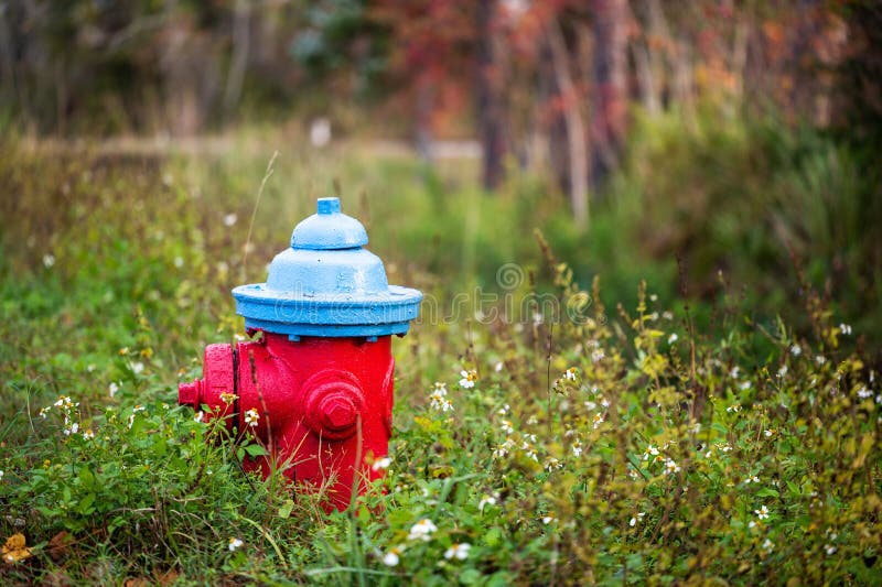 Closeup of a Fire Hydrant in a Field with Flowers Stock Image - Image ...