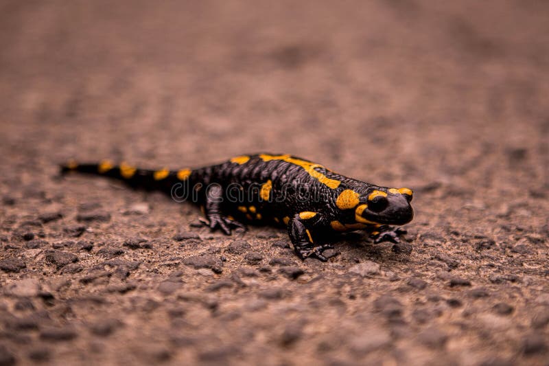 Closeup of a Fire Salamander on the Ground Stock Photo - Image of crawl ...