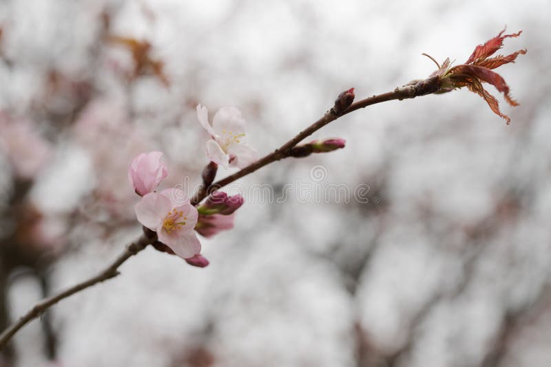 Closeup First Cherry Blossom Flowers, Sakura Stock Photo - Image of ...
