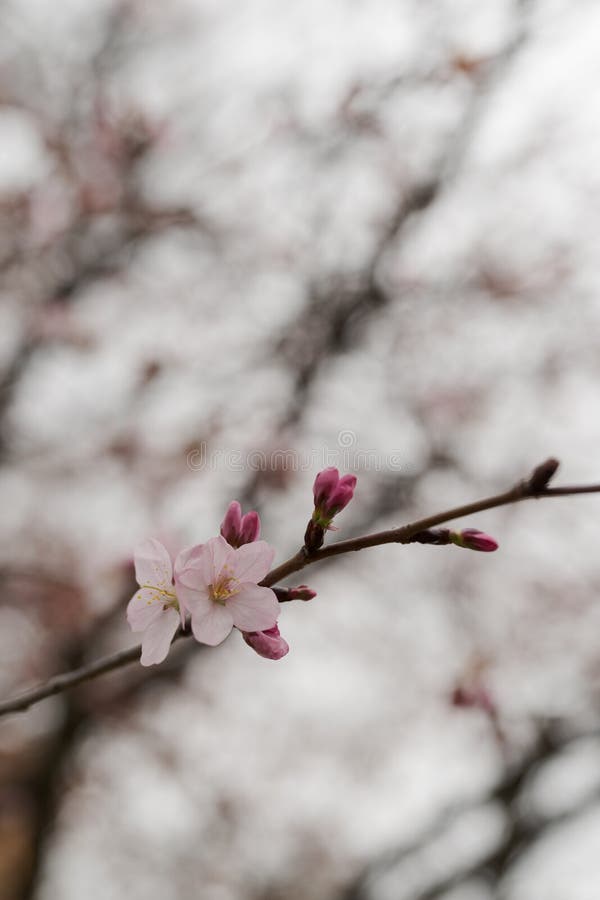 Closeup First Cherry Blossom Flowers, Sakura Stock Photo - Image of ...