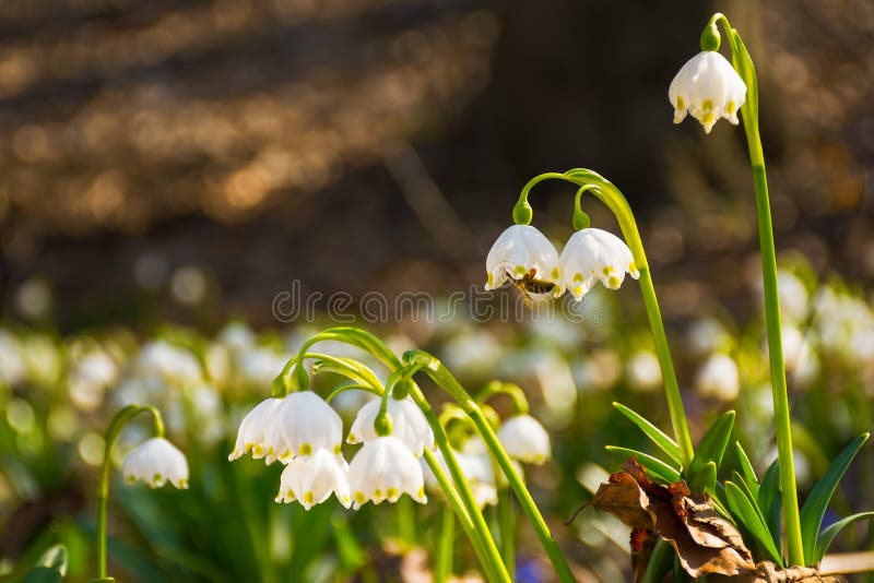 First flowers stock image. Image of growth, green, leaf - 4402591