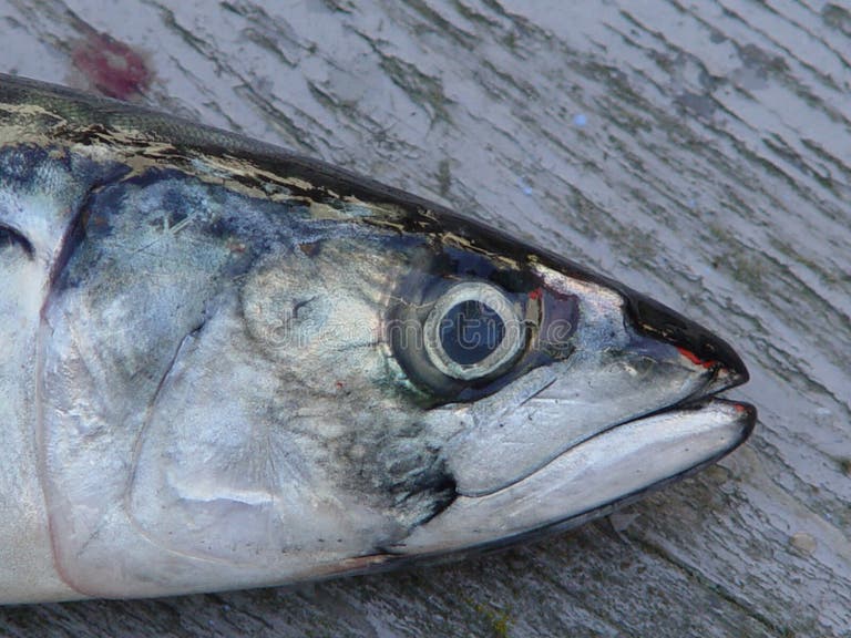 245 Gross Fish Stock Photos - Free & Royalty-Free Stock Photos from ...