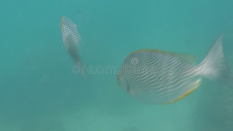 Closeup Fish Diving Under Sea Stock Video - Video of ocean, closeup ...