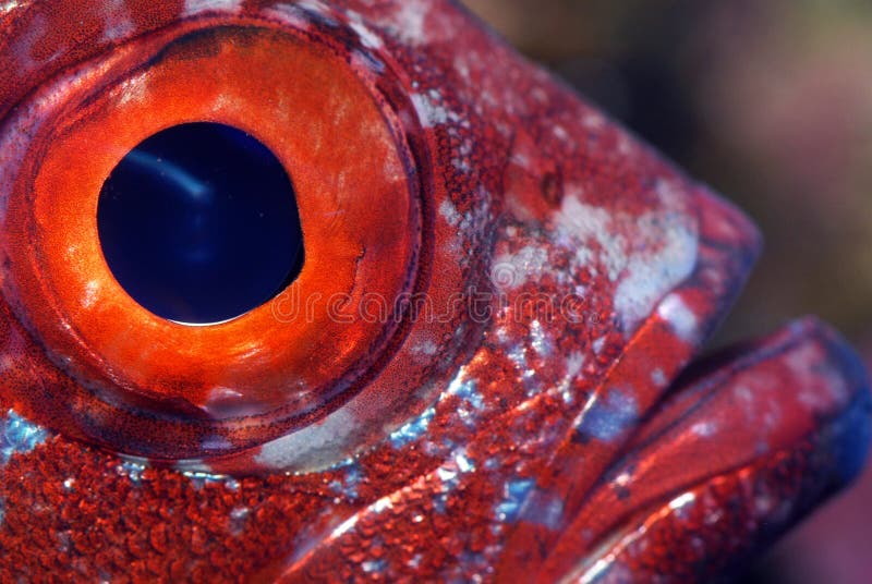 Fish eye. stock image. Image of fish, close, detail, nature - 18935069