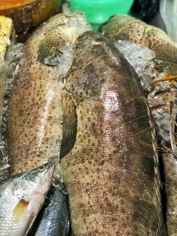 Closeup fish stock image. Image of closeup, macro, market - 91432073