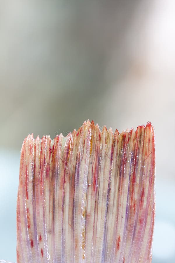 Closeup of a fish tail fin stock photo. Image of body - 75622118