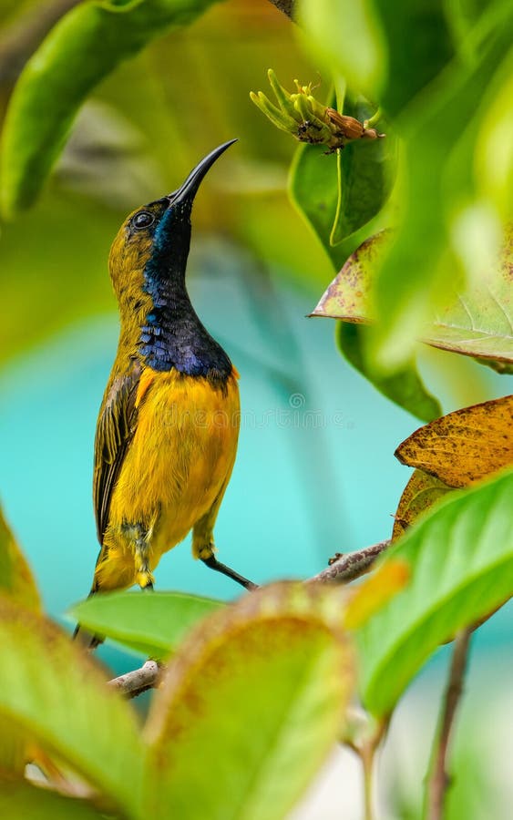Closeup of Flame-breasted Sunbird on a Tree Branch with Green Leaves ...