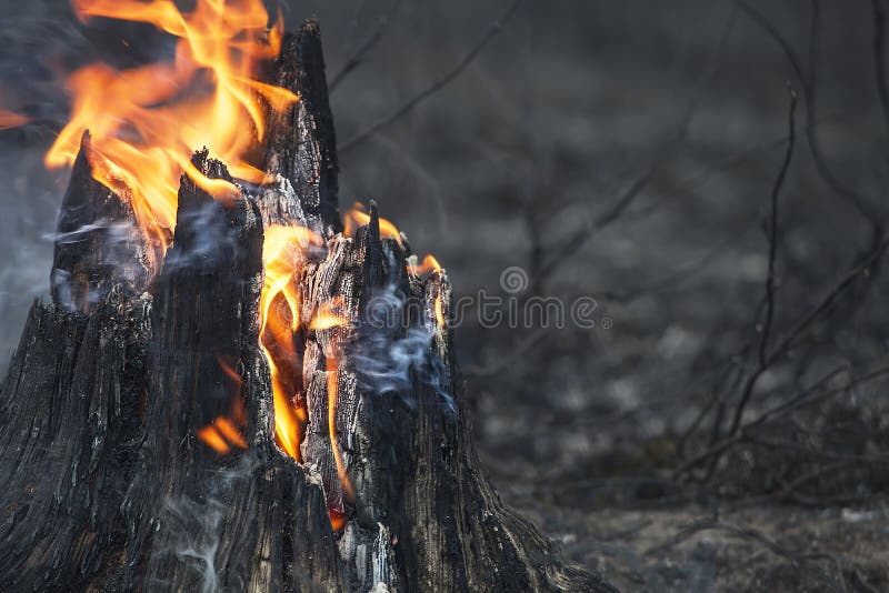 Closeup of flaming stump stock photo. Image of fire, urgency - 57022268