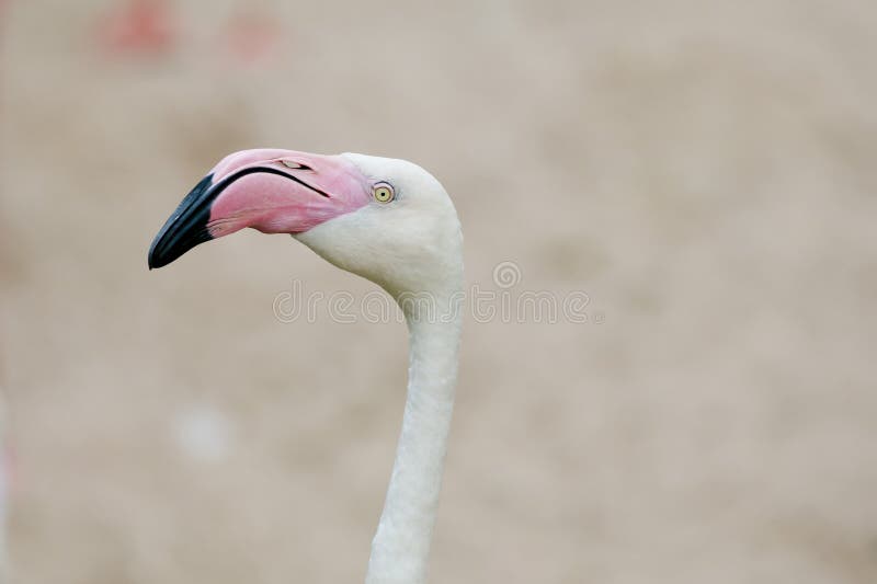 Flamingo face stock image. Image of flamingo, pink, tropical - 2140197