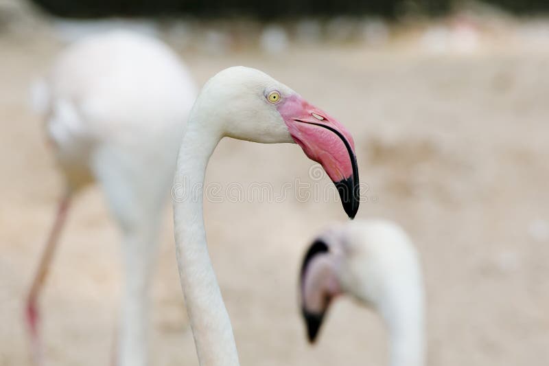 Flamingo face stock image. Image of flamingo, pink, tropical - 2140197