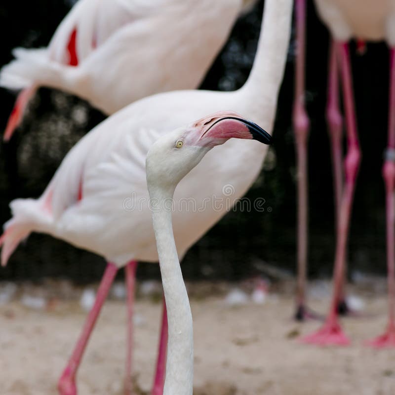 Flamingo face stock image. Image of flamingo, pink, tropical - 2140197