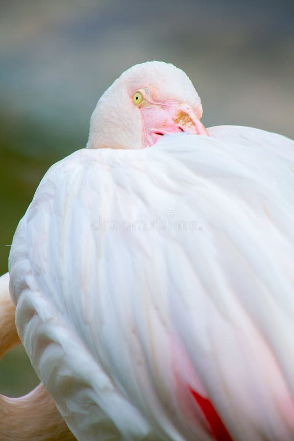 Closeup of a Flamingo Resting Its Head on Its Back Stock Photo - Image ...