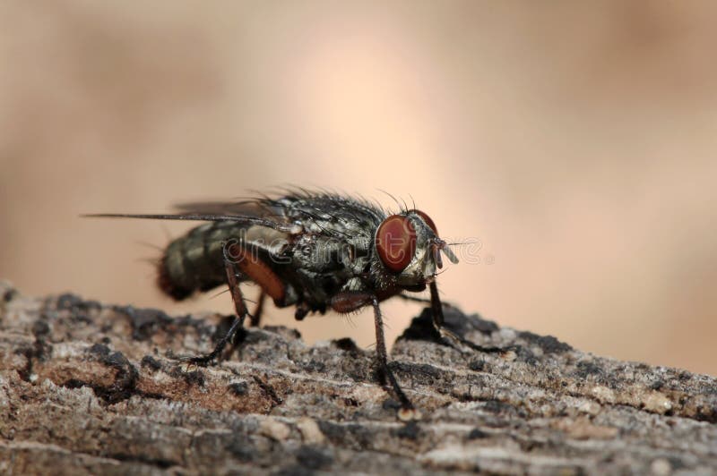 Closeup of a Flesh Fly stock image. Image of macro, house - 25635691