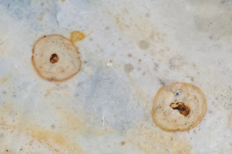 Closeup a the flint stone stock image. Image of closup - 14711529