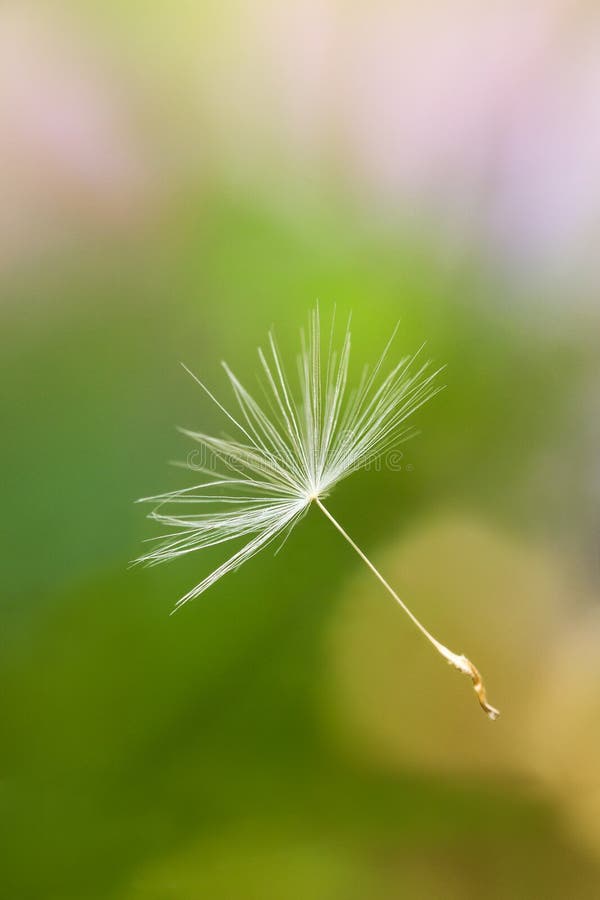 192 Closeup Floating Seed Head Stock Photos - Free & Royalty-Free Stock ...
