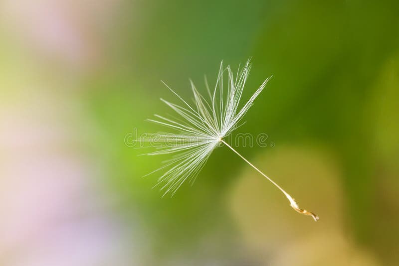 Closeup of a Floating Seed Head Stock Photo - Image of outdoors ...