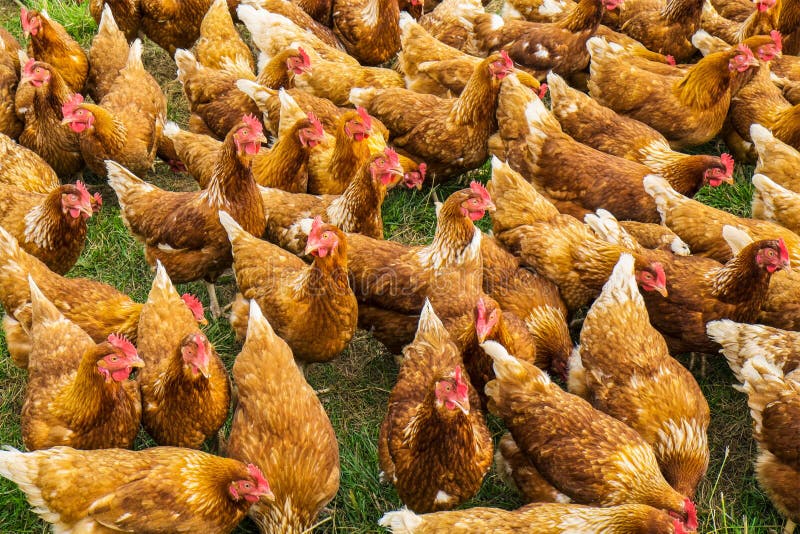 Closeup of a Flock of Brown Chickens Walking on the Grass Stock Photo ...