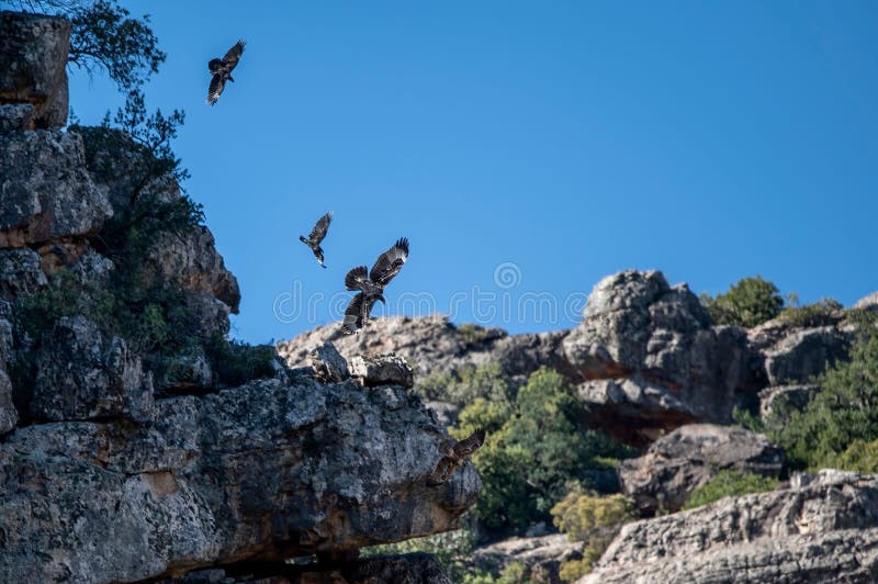 Closeup of a Flock of Golden Eagles Flying Above Rocks Stock Photo ...