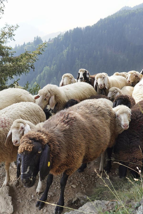 Closeup of a Flock of Lamb with Pine Trees in the Background Stock ...