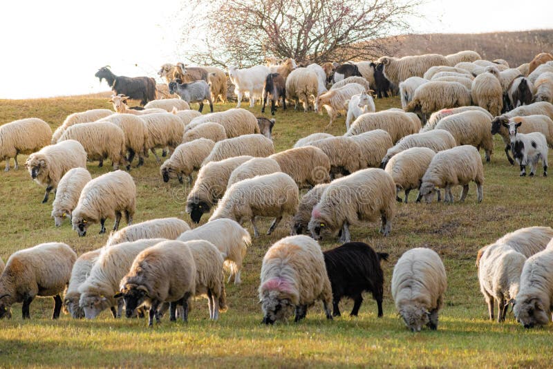 Flock of Sheep in the Field Stock Image - Image of livestock ...