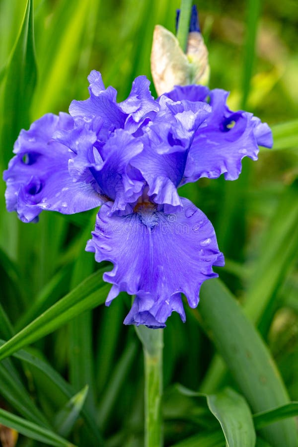 Closeup of Flower Bearded Iris `Baltic Sea` in Garden Stock Photo ...