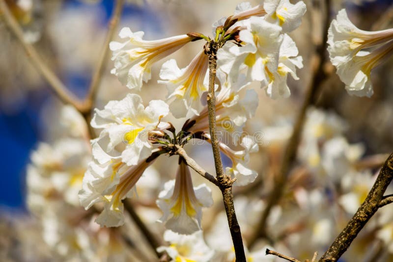 White flower branch stock image. Image of flowery, branch - 196353489