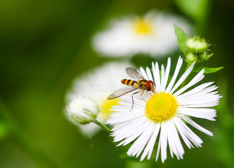 Closeup of a Flower-fly on a Daisy-like Flower Stock Image - Image of ...