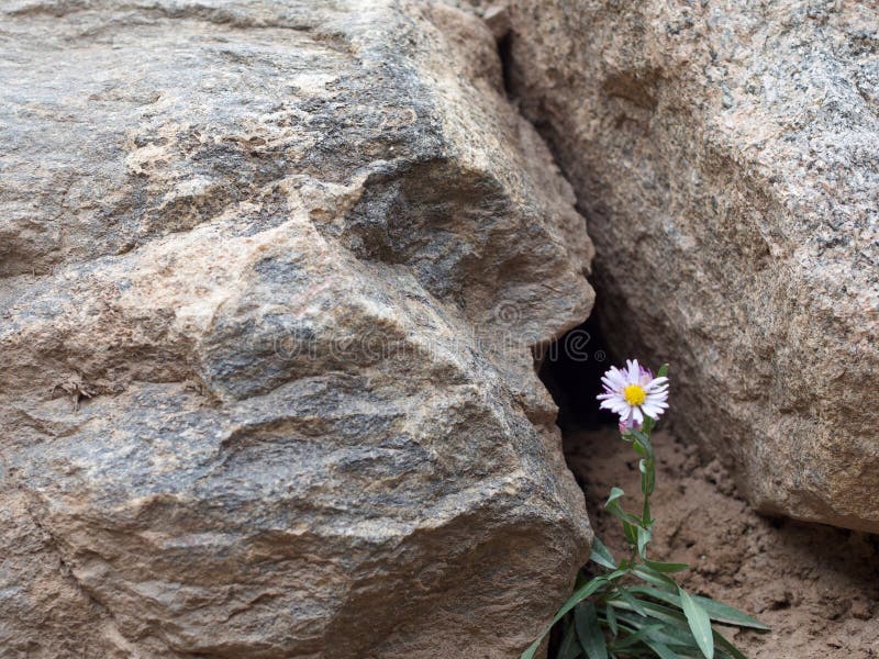 Closeup of a Flower Growing Out of Rocks Stock Photo - Image of ...